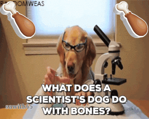 Dog Joke Barium GIF by Amanda - Find & Share on GIPHY