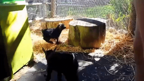 Jumping Goats GIFs - Get the best GIF on GIPHY