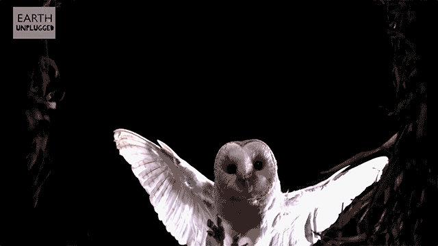 Owl GIF - Find & Share on GIPHY