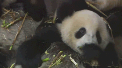 Pandas GIF - Find & Share on GIPHY