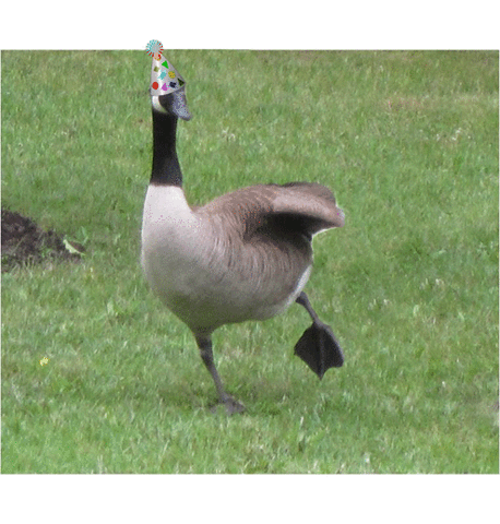 Goose GIF - Find & Share on GIPHY