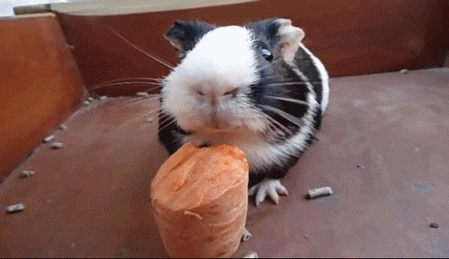 Guinea Pig GIF - Find & Share on GIPHY