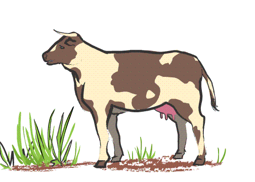 Cow GIF - Find & Share on GIPHY