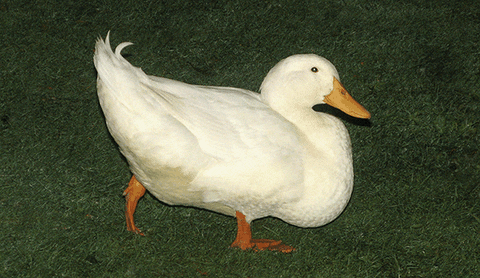 Ducks GIF - Find & Share on GIPHY