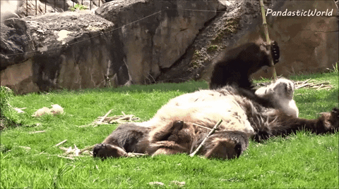 #16# A day with the Beauval Panda Family – Pandastic World