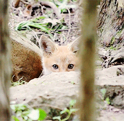 Cat Fox GIF - Find & Share on GIPHY