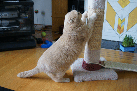 Cat Scratching Post GIFs - Find & Share on GIPHY