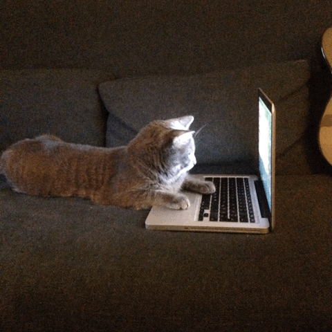 Cats Mails GIF - Find & Share on GIPHY