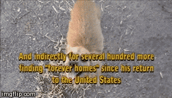 Dog Rescue GIFs - Find & Share on GIPHY