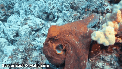 Octopus GIF - Find & Share on GIPHY