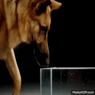 Dog Water GIF - Find & Share on GIPHY