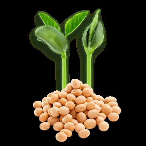 Poderosa Veg GIF - Find & Share on GIPHY