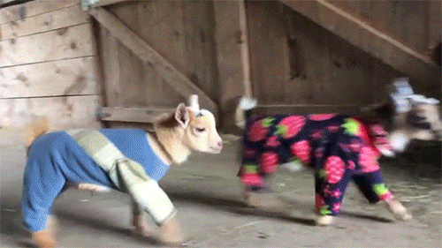 Goats GIF by Digg - Find & Share on GIPHY