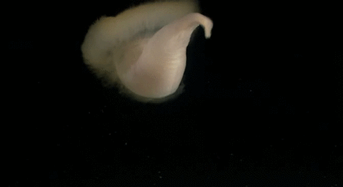 Deep Sea GIFs - Find & Share on GIPHY