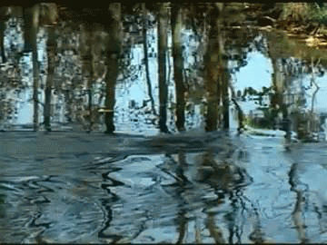 Pond GIF - Find & Share on GIPHY