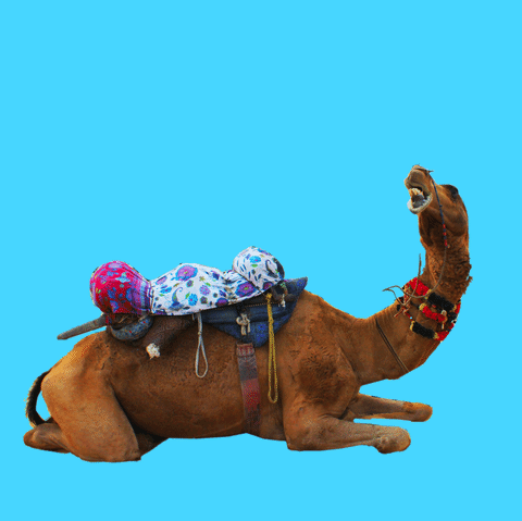 Camel GIFs - Find & Share on GIPHY