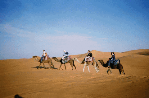Desert GIF - Find & Share on GIPHY