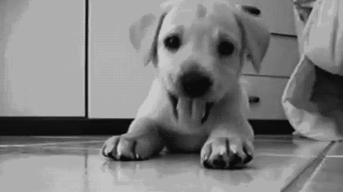 Dog Roll Over GIF - Find & Share on GIPHY