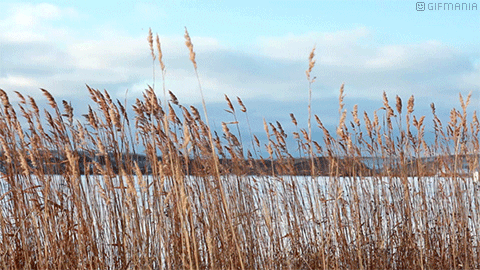 Field GIF - Find & Share on GIPHY