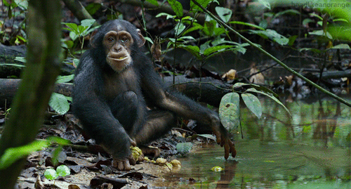 Ape Chimpanzee GIF by Head Like an Orange - Find & Share on GIPHY