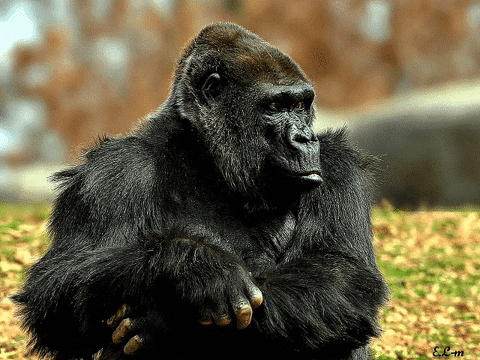 Gorilla GIF - Find & Share on GIPHY