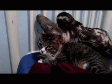 Murder Rape Sloth Cat GIFs - Find & Share on GIPHY