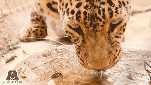 Water Drink GIF by Wildlife SOS - Find & Share on GIPHY