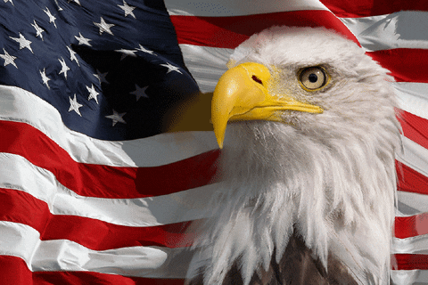 American Eagle Animated Gif