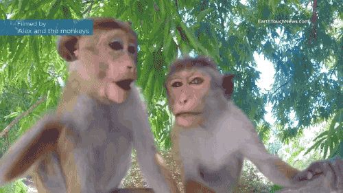 Monkey GIF - Find & Share on GIPHY