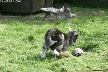 Cute Goats Gif