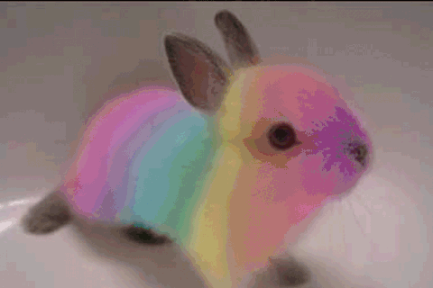 Bunny Rabbit GIF - Find & Share on GIPHY
