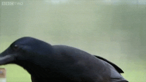 Crows GIF - Find & Share on GIPHY