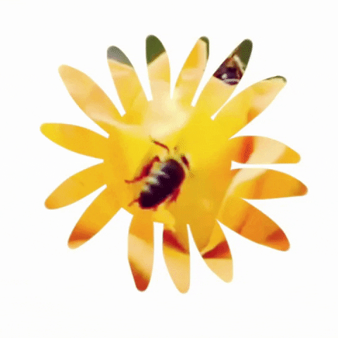 Flower Pollinate GIF by Barbara Pozzi - Find & Share on GIPHY