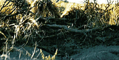 Ghillie Suits GIFs - Find & Share on GIPHY