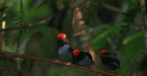 Birds Awww GIF - Find & Share on GIPHY