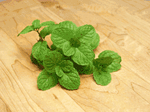 Mint GIF - Find & Share on GIPHY