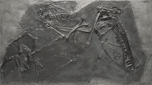 Fossil Pterosaurs GIF - Find & Share on GIPHY
