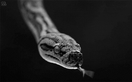 Snake GIF - Find & Share on GIPHY