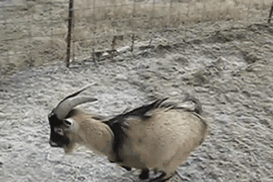 Goat GIF - Find & Share on GIPHY