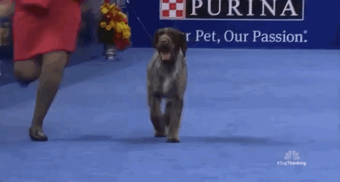 National Dog Show 2018 GIF by NBC - Find & Share on GIPHY
