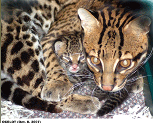 Ocelot GIF - Find & Share on GIPHY