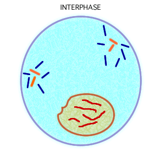 Cell GIF - Find & Share on GIPHY