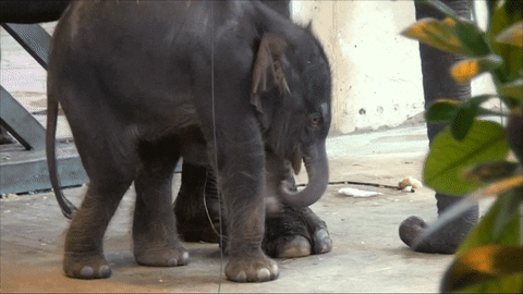 Images Elephant GIF by BFMTV - Find & Share on GIPHY