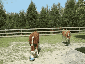 Cow Soccer GIFs - Find & Share on GIPHY