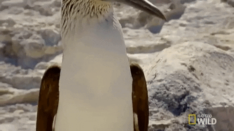 National Geographic Bird GIF by Nat Geo Wild - Find & Share on GIPHY
