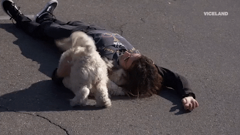 Good Boy Dog GIF by KING OF THE ROAD - Find & Share on GIPHY