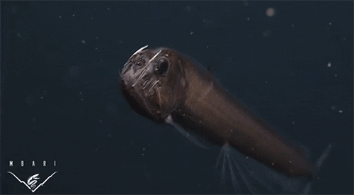 Viperfish GIFs - Find & Share on GIPHY