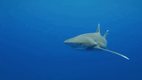 White Tip Coming GIF by Shark Week - Find & Share on GIPHY