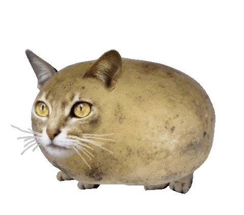 Cat Wtf Sticker by Bubble Punk for iOS & Android | GIPHY