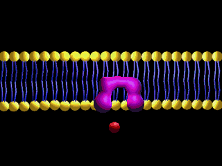 Active Transport GIFs - Get the best GIF on GIPHY